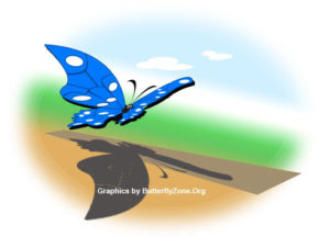 Flutter Fly | Butterfly Zone